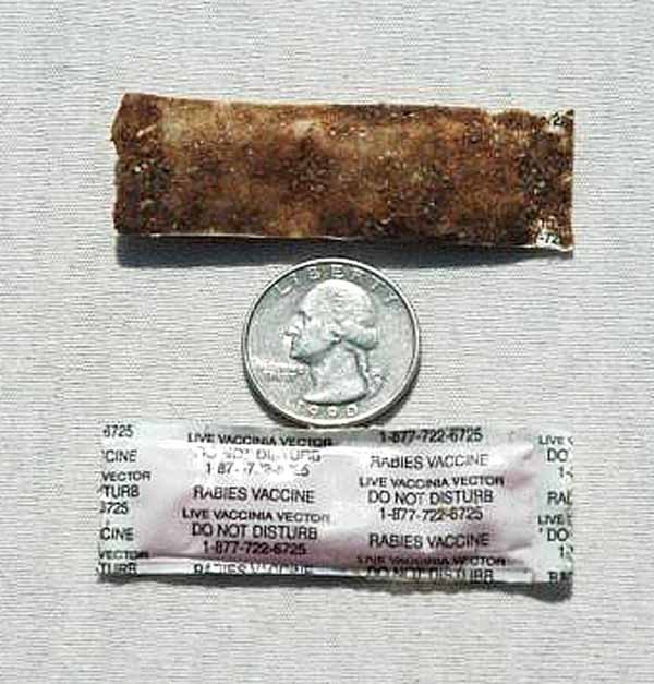 USDA to begin rabies vaccine bait drops this week | Elizabethton Star