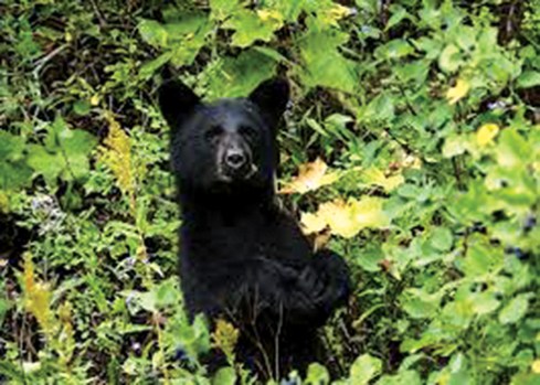 East Tennessee Outdoors: Tennessee Black Bears – Part 1 | Elizabethton Star