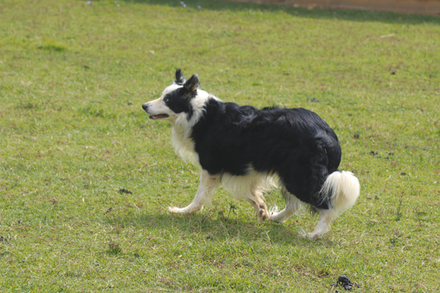 Blind border collie continues to herd livestock | Elizabethton Star