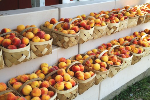 Peaches, peaches, and more peaches…Davis Girls Peach Shed offers ...
