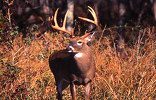 East Tennessee Outdoors: Why Do I Hunt? - www.elizabethton.com | www ...