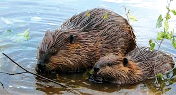 East Tennessee Outdoors Tennessee Beaver | Elizabethton Star