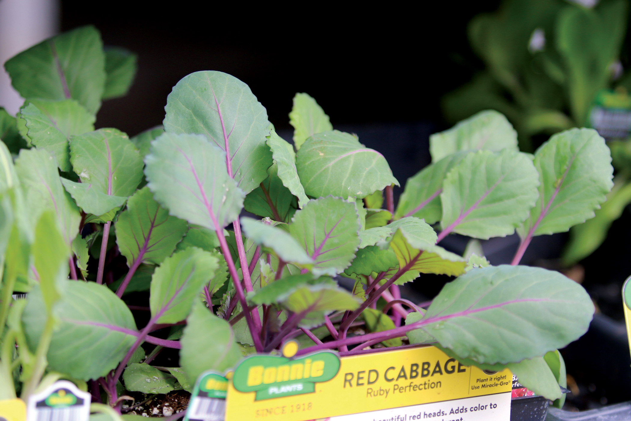 Want to practice social distancing…plant a garden | Elizabethton Star