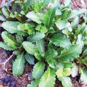 East Tennessee Outdoors: Ramps and Branch Lettuce | Elizabethton Star