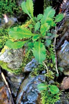 East Tennessee Outdoors: Ramps and Branch Lettuce | Elizabethton Star