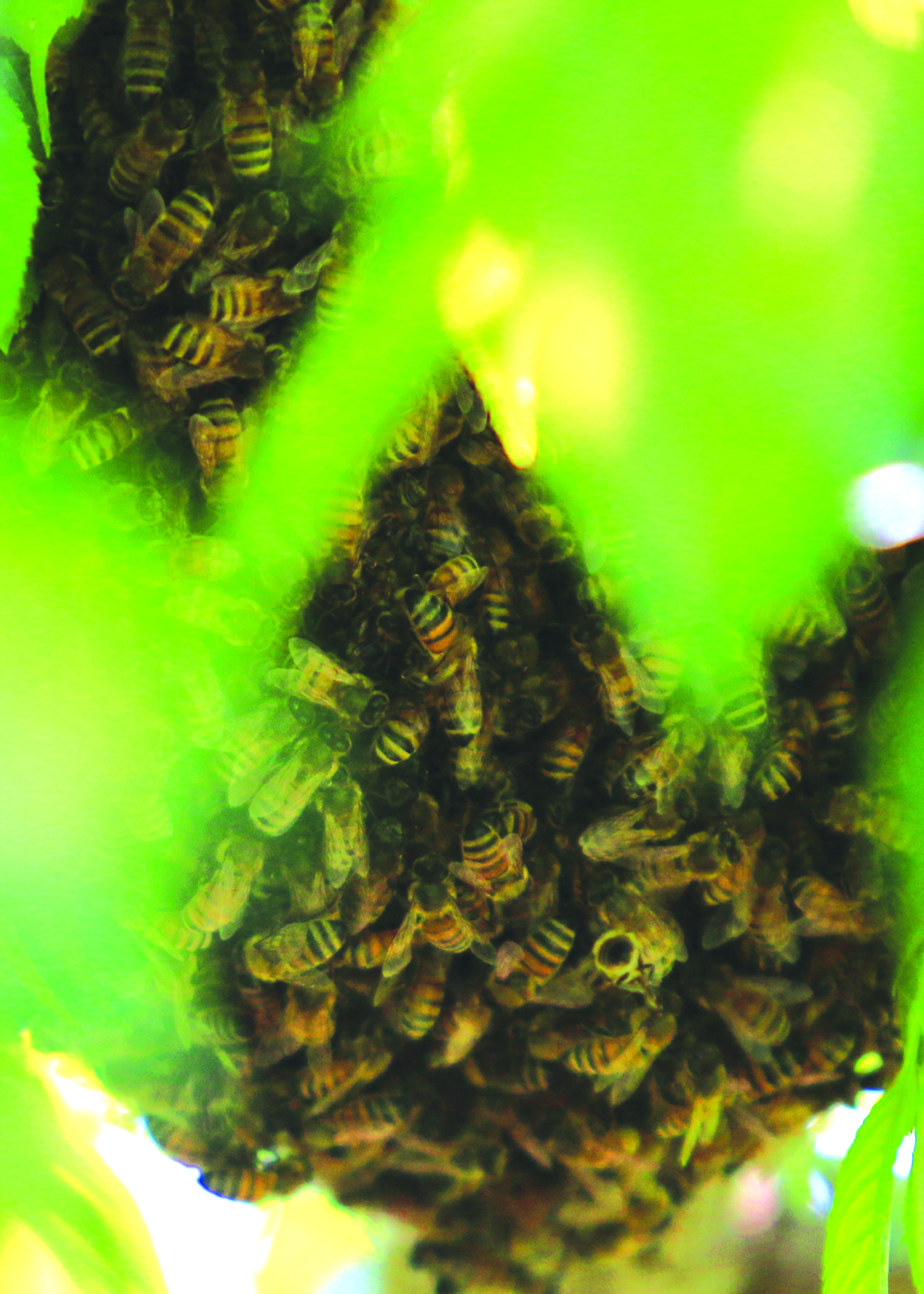 Just a swarmin’… A large swarm of bees makes home in local resident’s ...