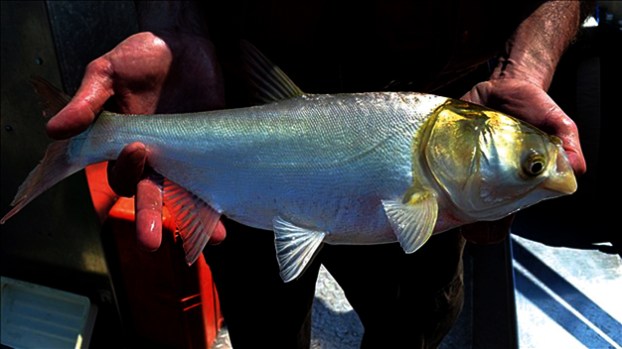 East Tennessee Outdoors: Carp – the ugly half-brother | Elizabethton Star