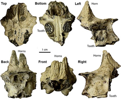 Don’t mess with this rodent: Fossil reveals a new species of ‘horned ...
