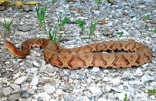 East Tennessee Outdoors: Common Household Snakes – Part 1 ...