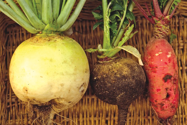 Winter radishes can add off-season color, flavor - www.elizabethton.com ...