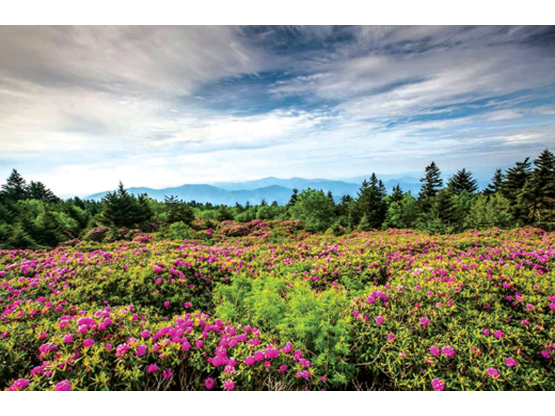 Roan Mountain State Park to host first-ever Fall-O-Dendron Festival ...