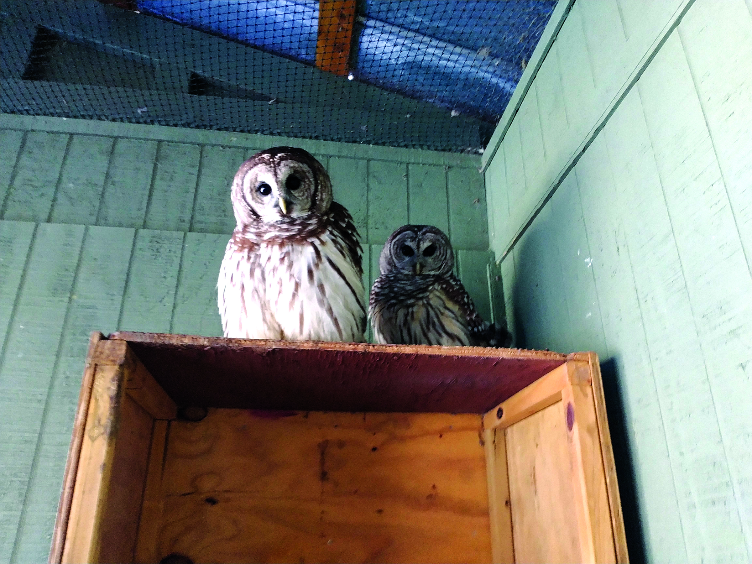Owl aviary provides educational opportunity for community - www ...