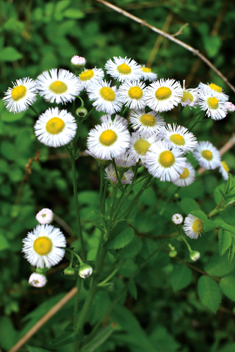 Stunning views, few camping spots dot trail from Shook Branch to ...