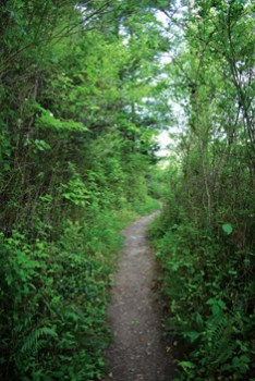 Stunning views, few camping spots dot trail from Shook Branch to ...
