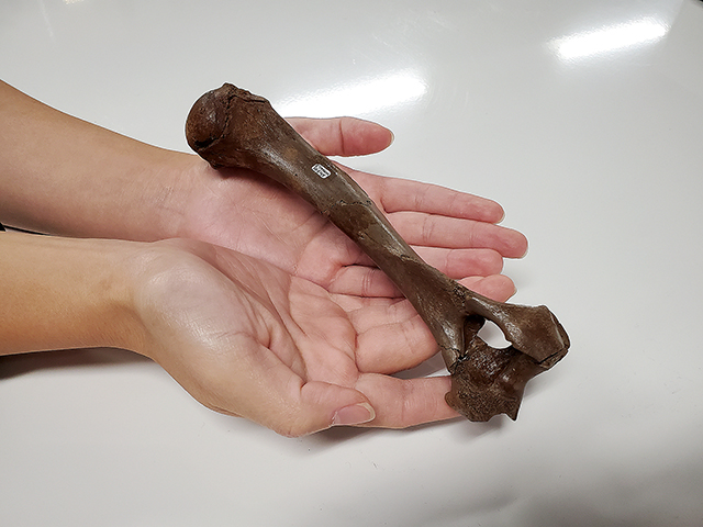 Researchers discover extinct bone-crushing dog at ETSU’s Gray Fossil ...