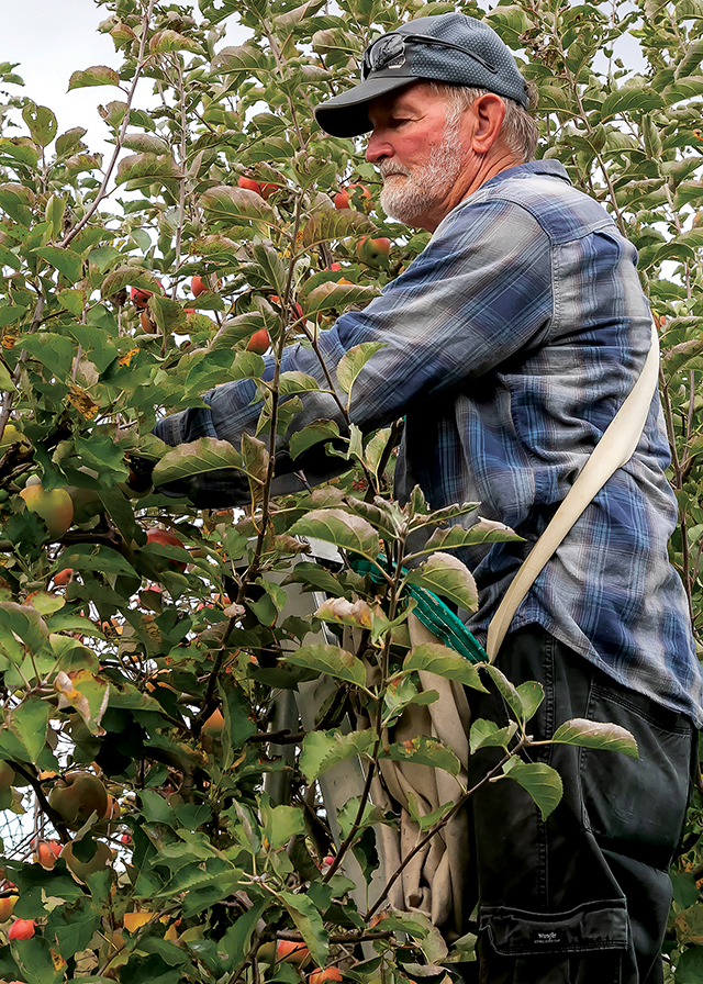 Different varieties of apples offered at local orchard | Elizabethton Star