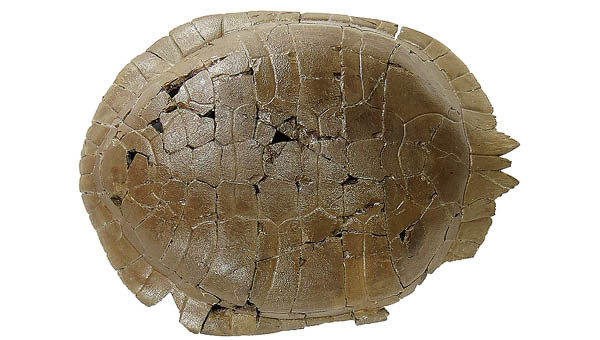 Researchers discover ‘horned’ turtle at ETSU’s Gray Fossil Site ...