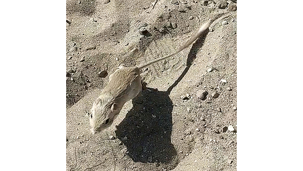 ETSU scientist identified oldest and largest kangaroo rat fossil ...