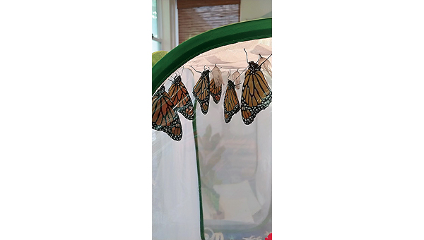 How to raise Monarch butterflies class planned at local library | Elizabethton Star
