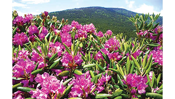 76th Rhododendron Festival will feature plenty of music, crafts, and ...
