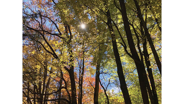 Autumn scene in Tiger Valley-Tiger Creek area | Elizabethton Star